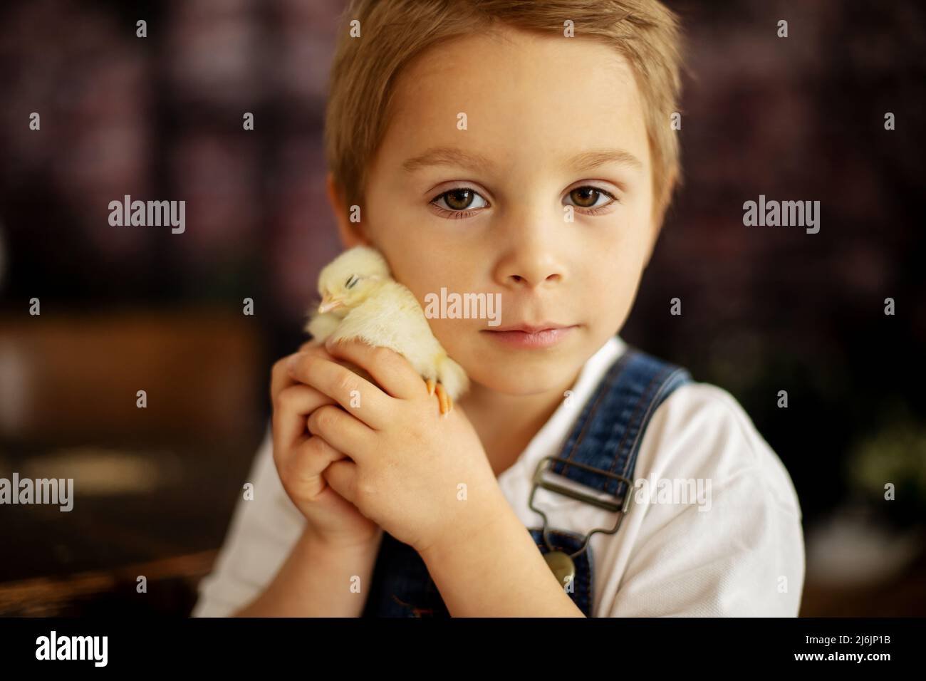 Cute child at home with little newborn chicks, enjoying, cute kid and ...