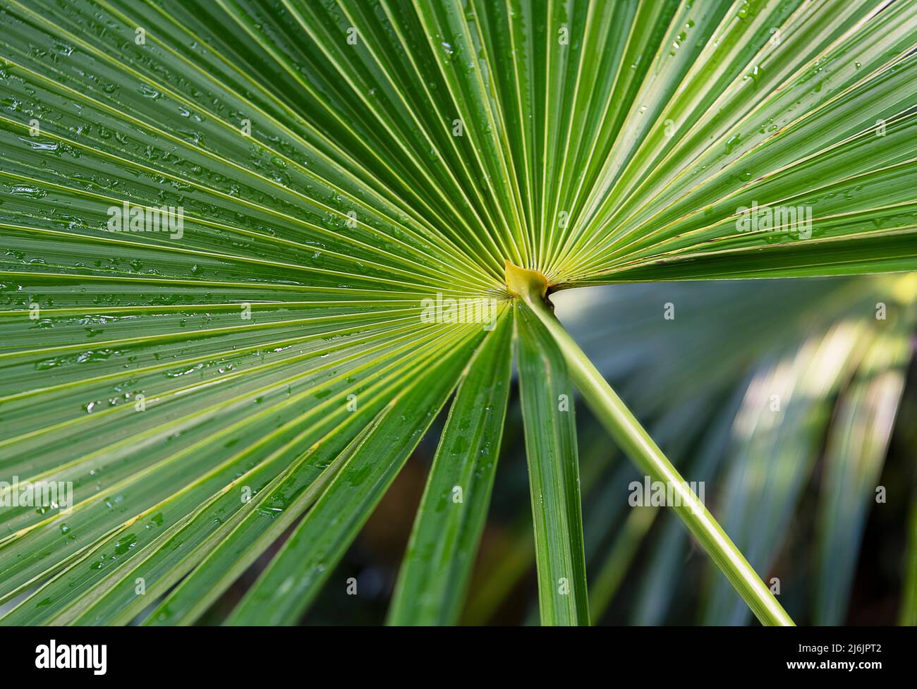 Fan shaped green palm leaf Stock Photo - Alamy