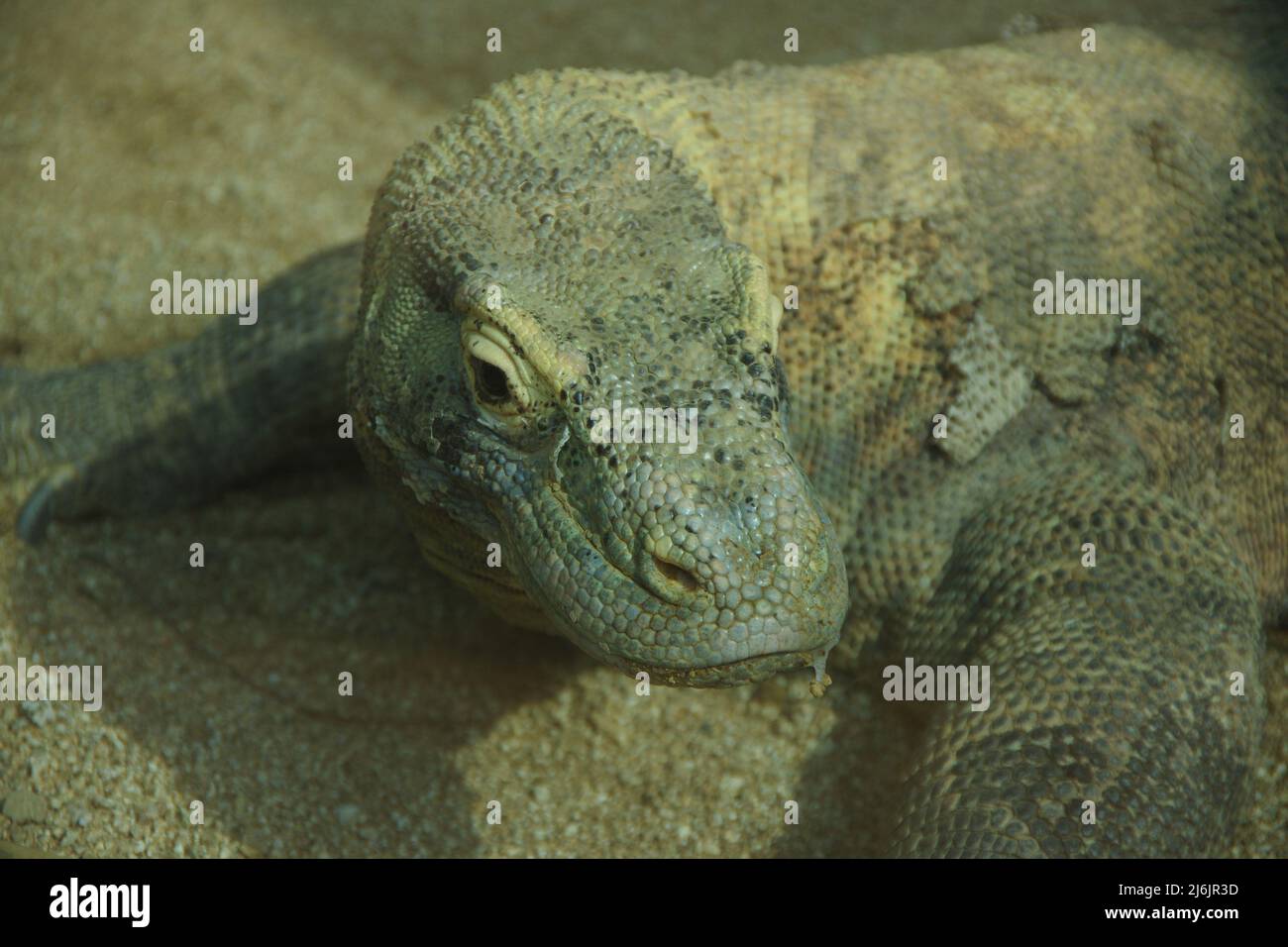 Komodo dragon monitor lizard hi-res stock photography and images - Alamy