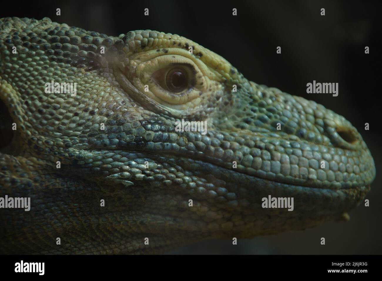 Komodo dragon monitor lizard close up Stock Photo - Alamy