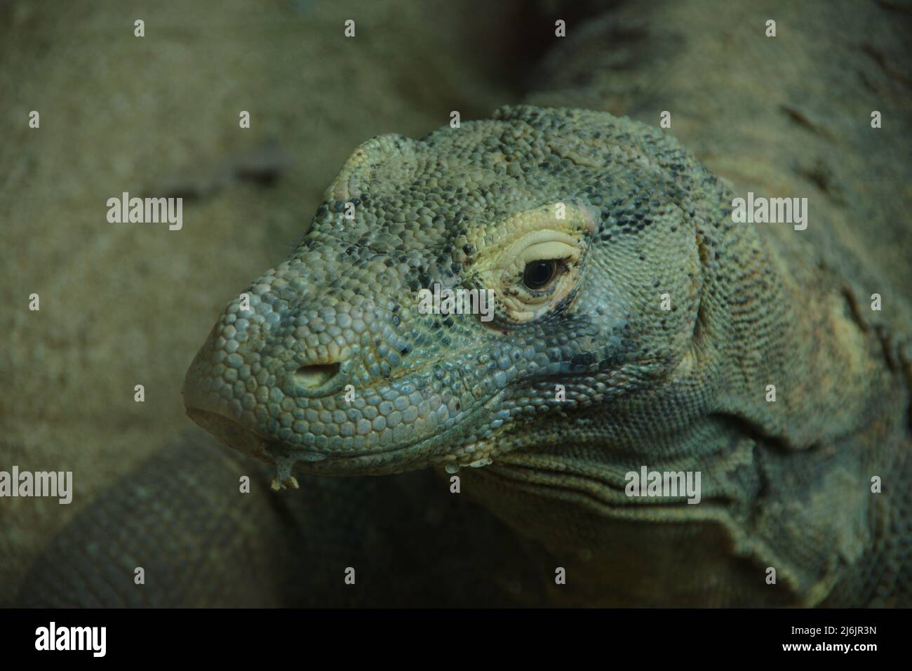 Komodo dragon monitor lizard close up Stock Photo - Alamy