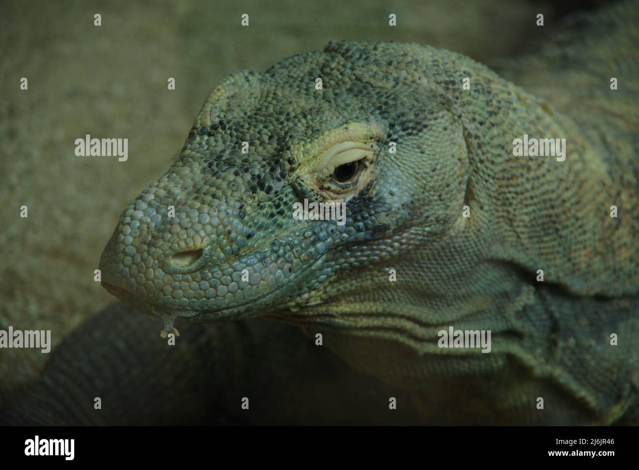 Komodo dragon monitor lizard close up Stock Photo - Alamy