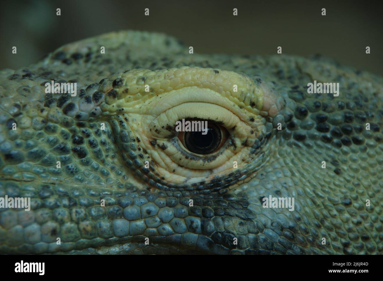 Komodo dragon monitor lizard hi-res stock photography and images - Alamy
