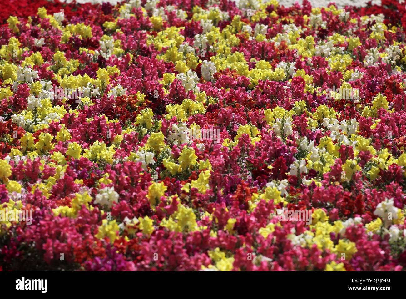 Flowers in the center of Athens Stock Photo - Alamy