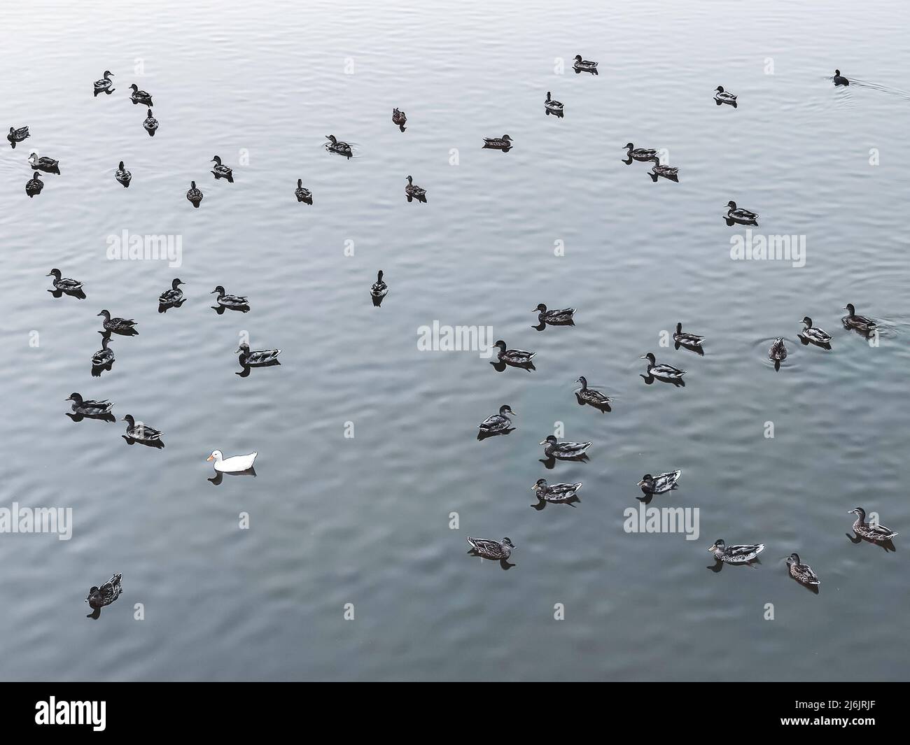 group of ducks floating on the lake in the countryside, naturalistic ...