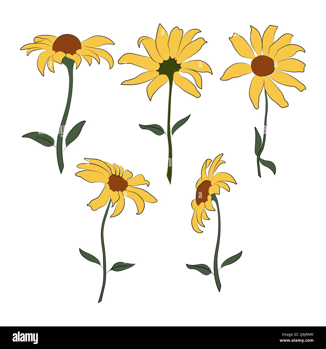 Set of open heliopsis blossom vector illustration isolated on white ...