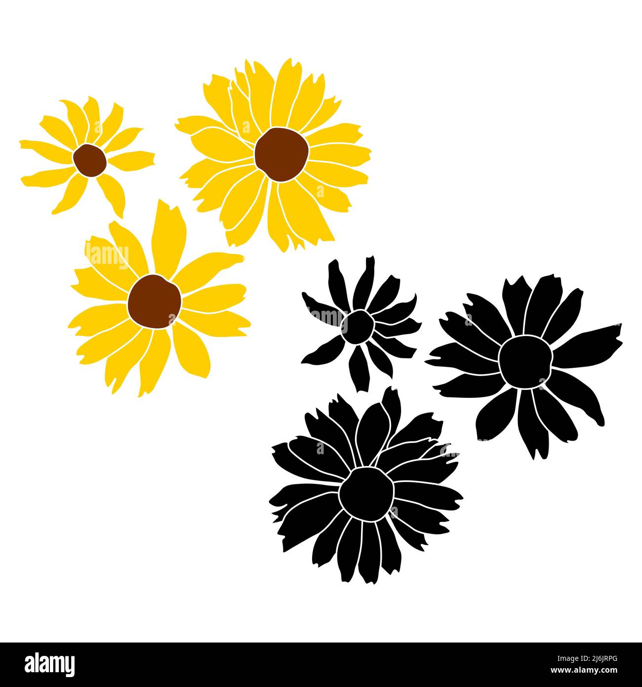 Set of open heliopsis blossom vector illustration isolated on white ...