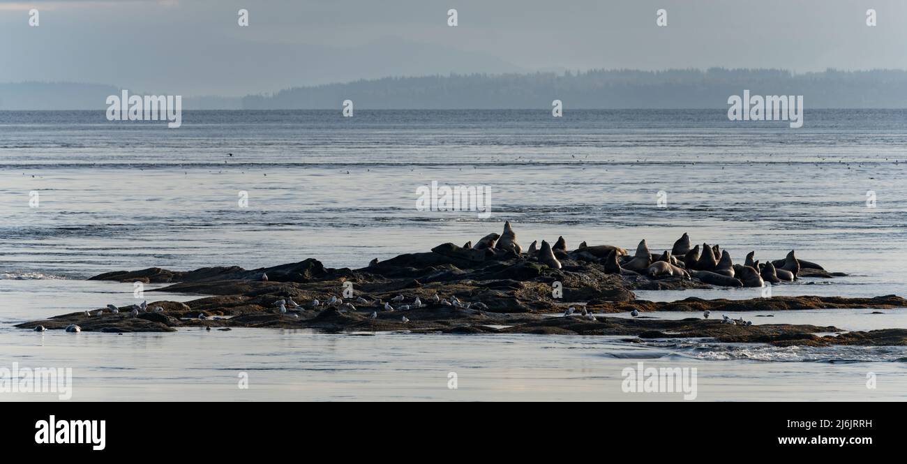 Steller sea lions (Eumetopias jubatus) and various gulls on Boiling ...