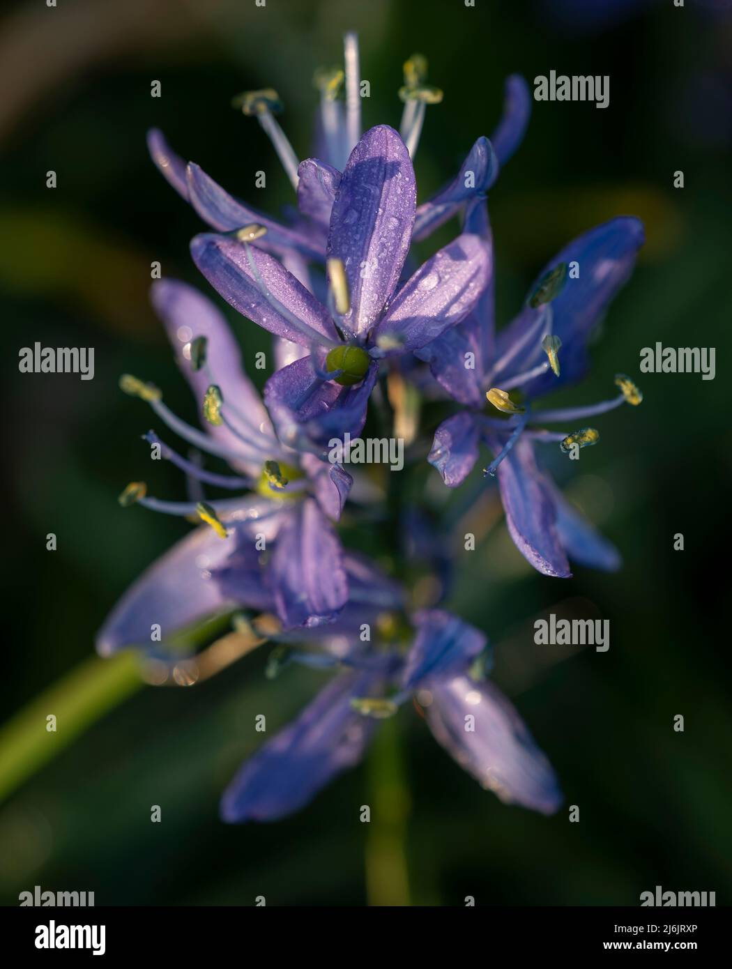 Common camas (Camassia quamash) flowers with morning dew in Anderson ...