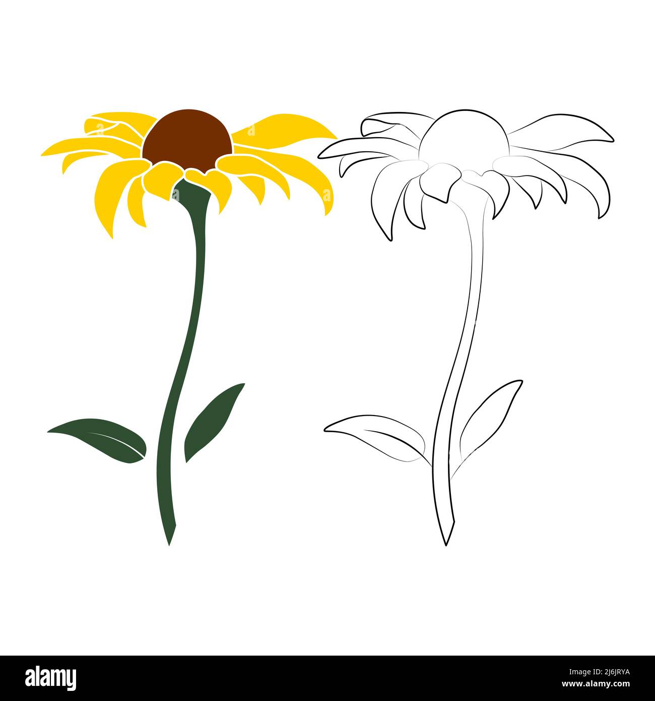 Set of two open heliopsis blossom vector illustration isolated on white ...