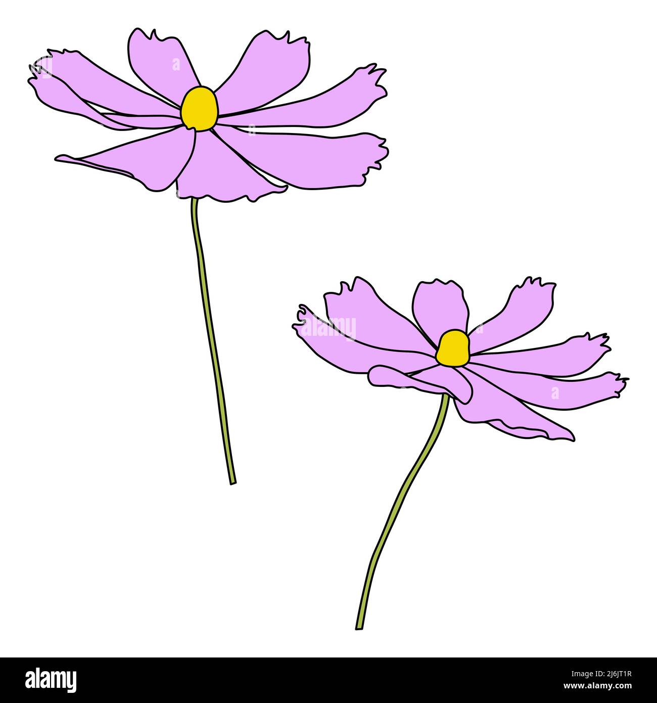 Set of cosmos flower branch vector illustration isolated on white ...