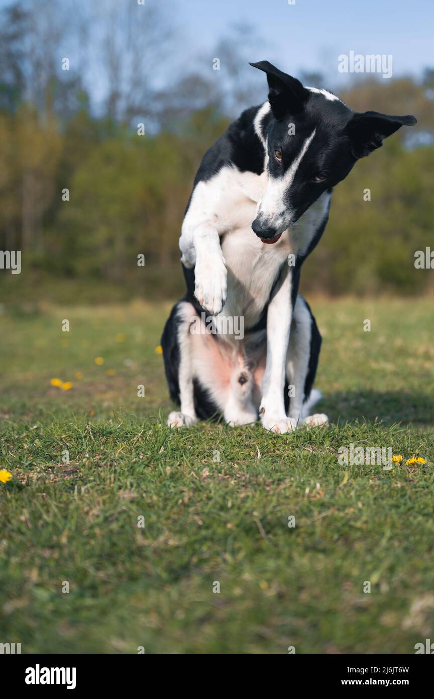Black and White Collie Sheep Dog Working on a Farm in South Wales Stock ...