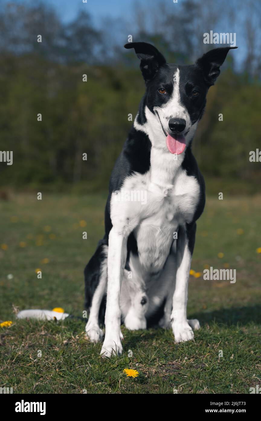 Black and White Collie Sheep Dog Working on a Farm in South Wales Stock ...
