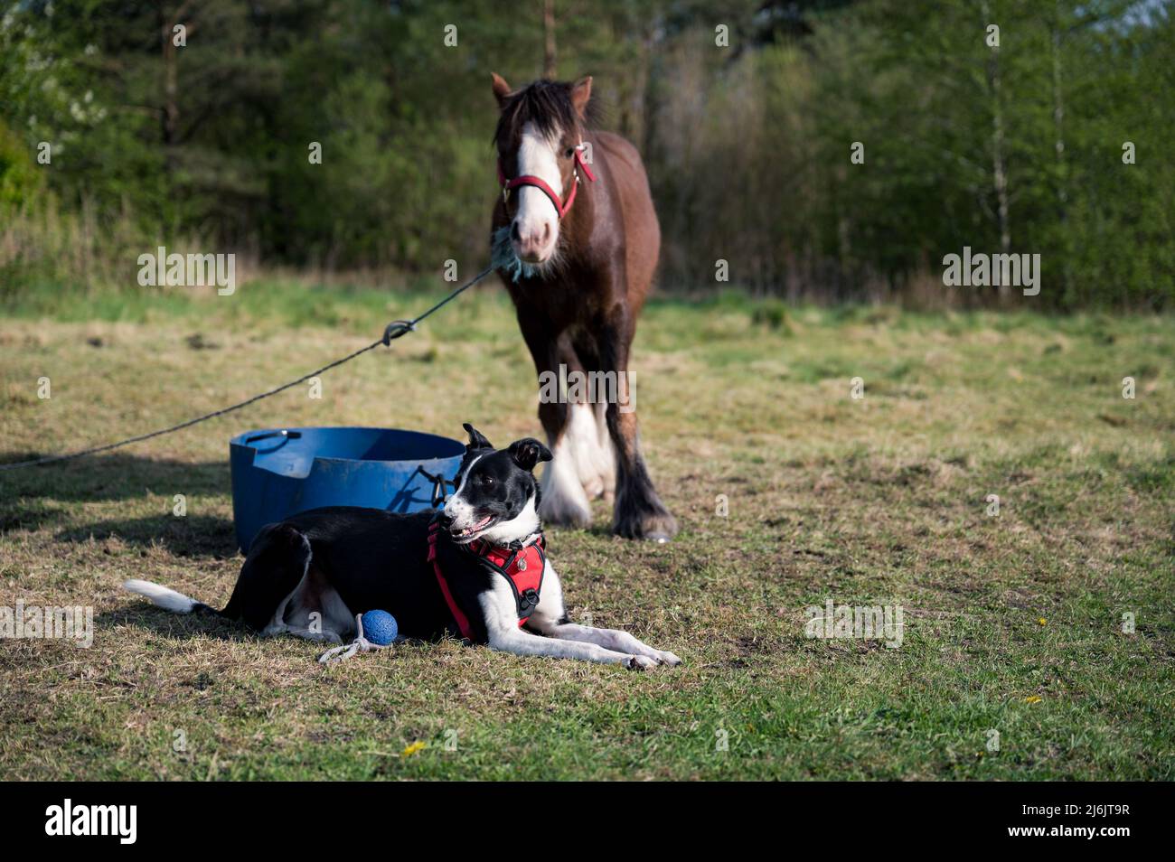 Working farm dog hi-res stock photography and images - Alamy