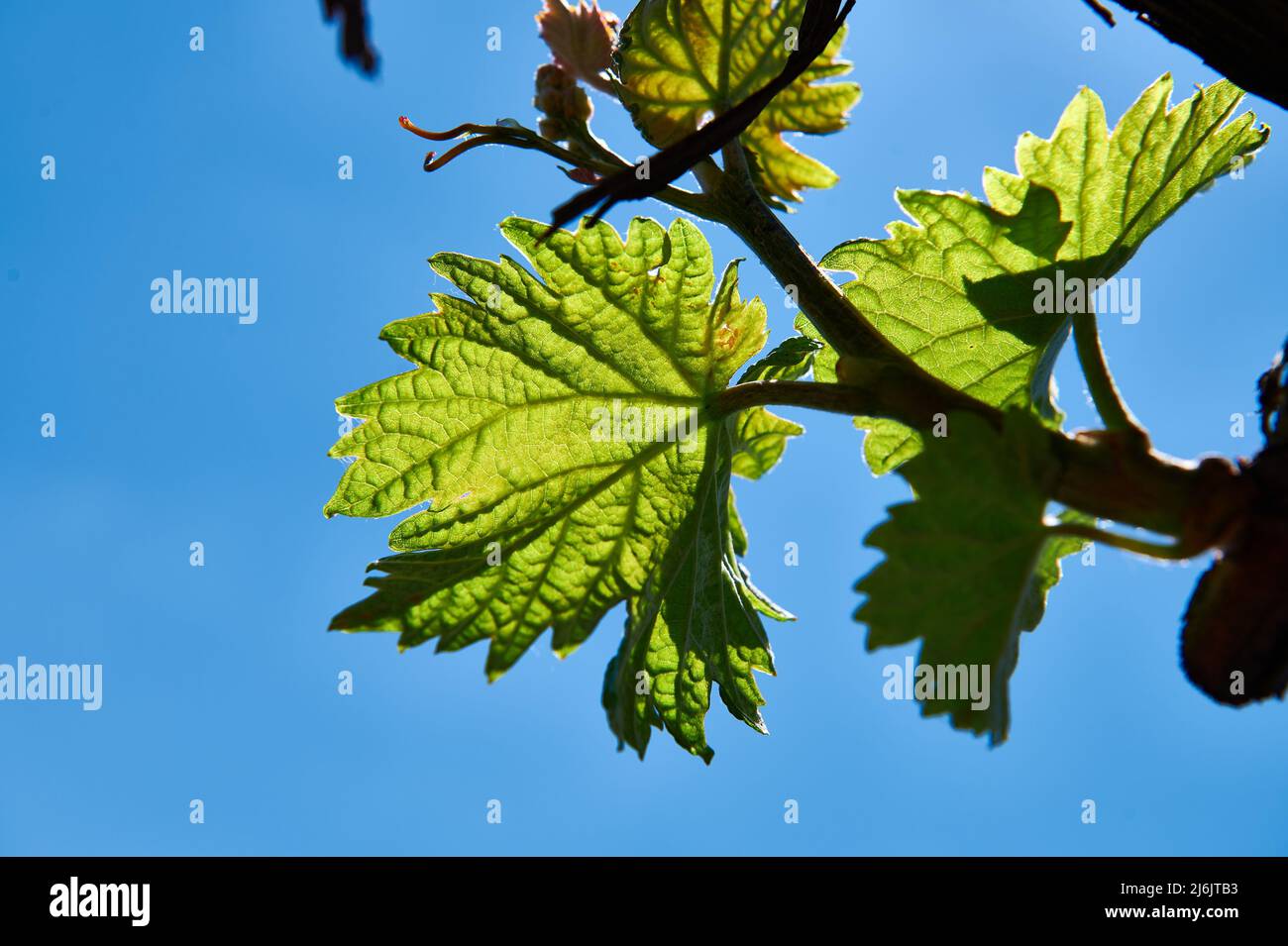 Grape vine blossom hi-res stock photography and images - Alamy
