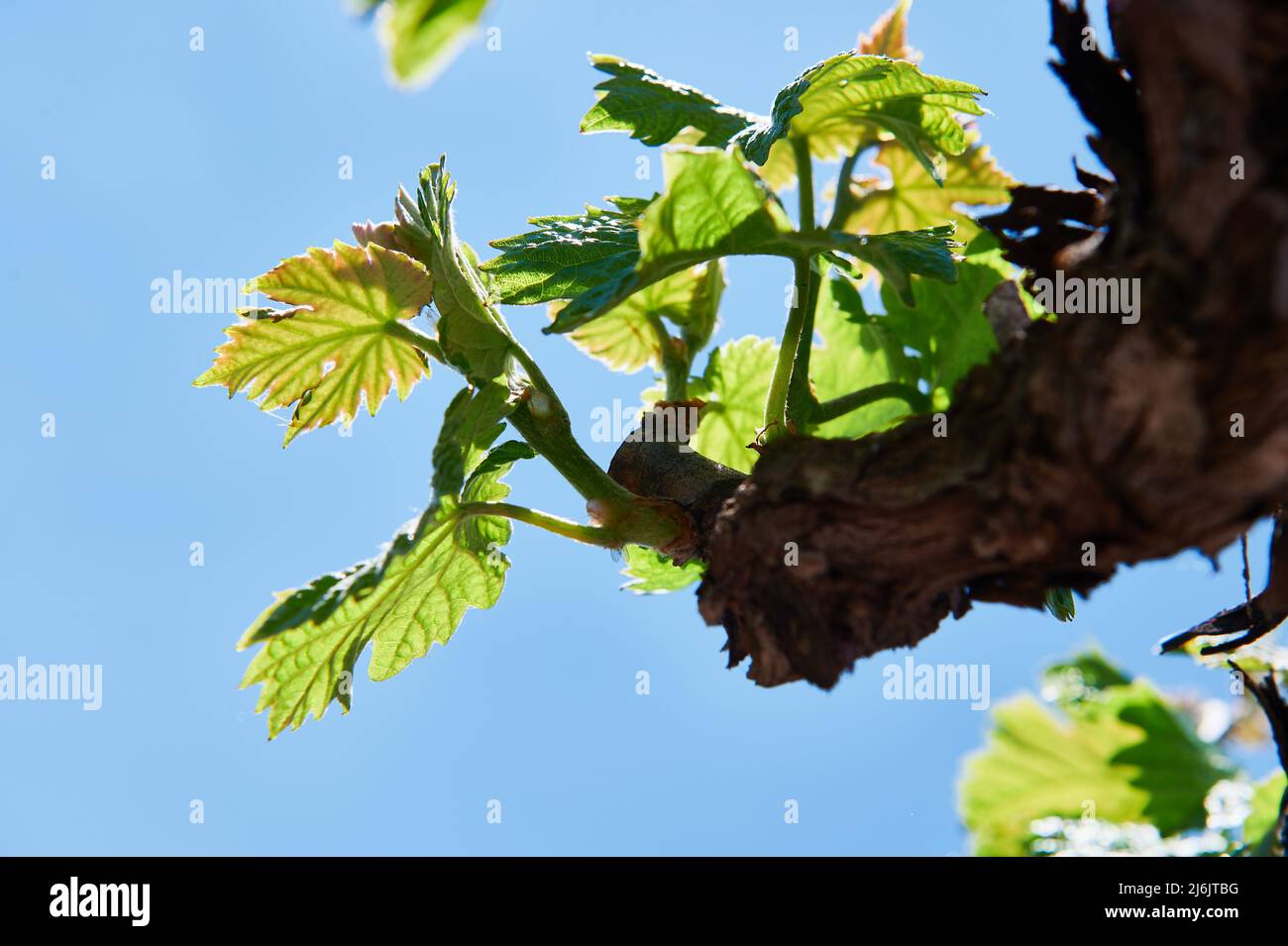 Grape vine blossom hi-res stock photography and images - Alamy