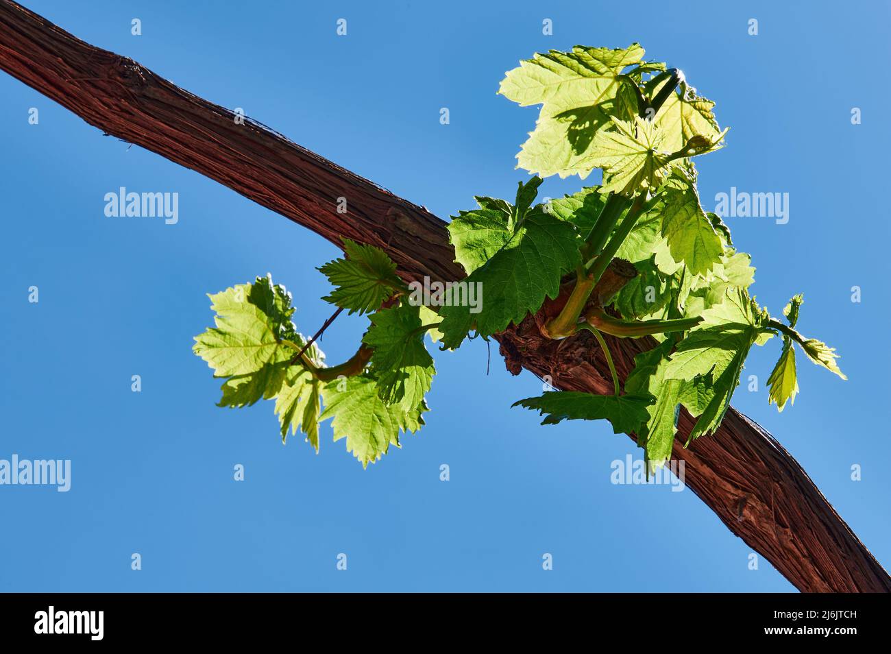 Grape vine blossom hi-res stock photography and images - Alamy