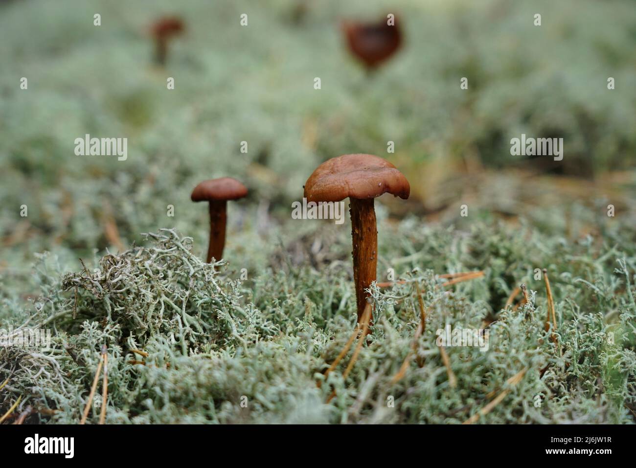 Edible forest mushrooms in a beautiful picturesque meadow in the forest ...
