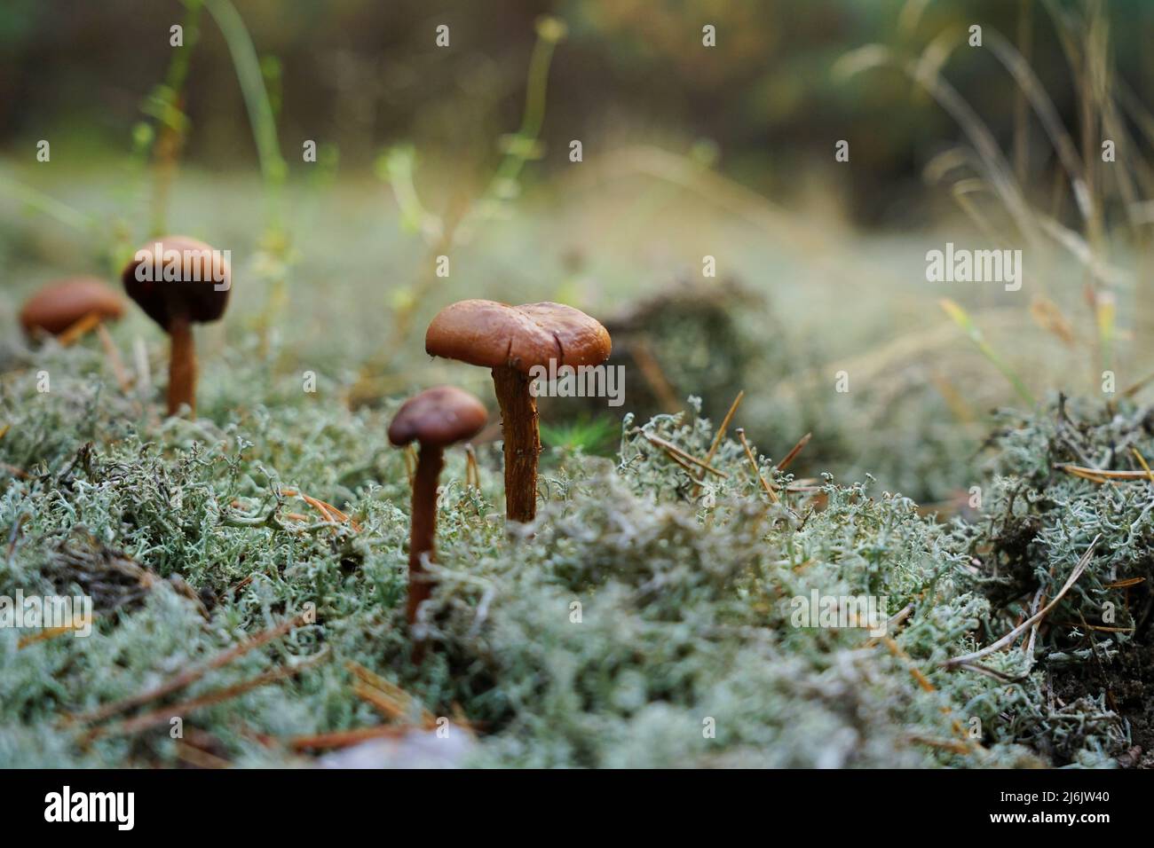 Edible forest mushrooms in a beautiful picturesque meadow in the forest ...