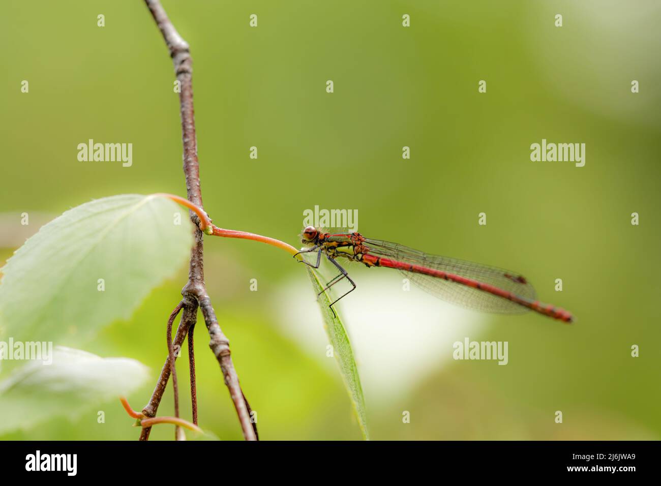 Dragonfly side view hi-res stock photography and images - Alamy