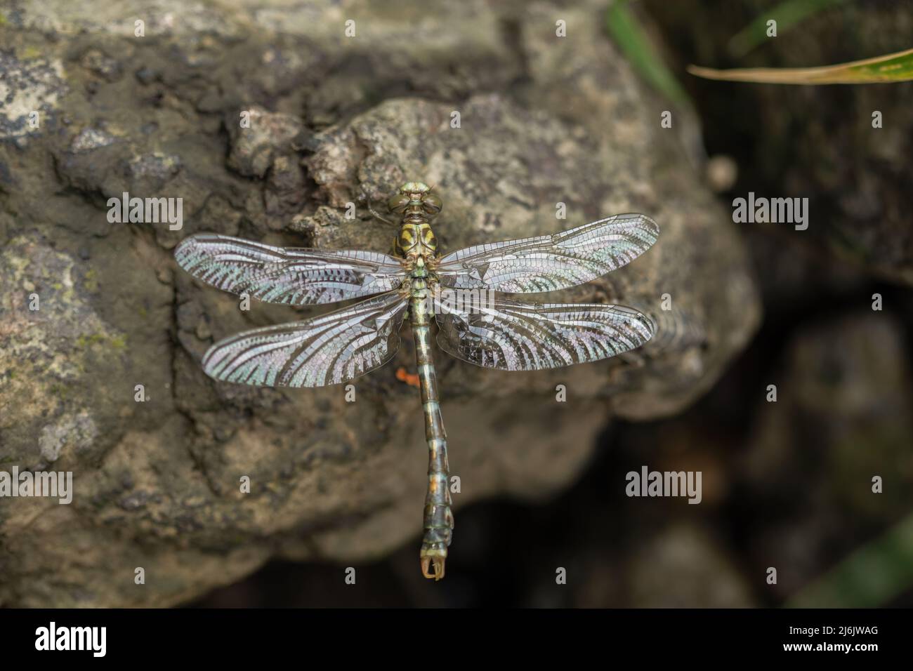Fly that looks like a wasp hi-res stock photography and images - Alamy