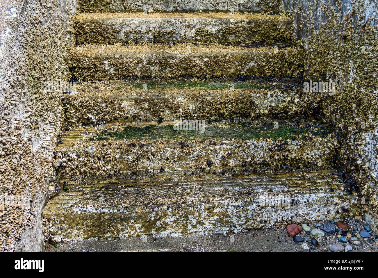 Stairs to the shoreline are covered with banacles. Macro shot Stock ...