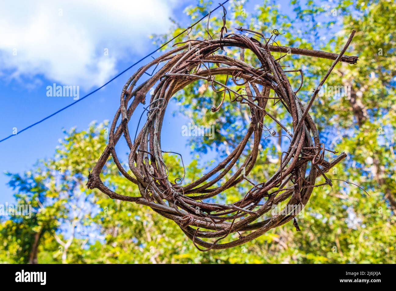 Wreath from wood sticks in jungle between plants trees and natural ...