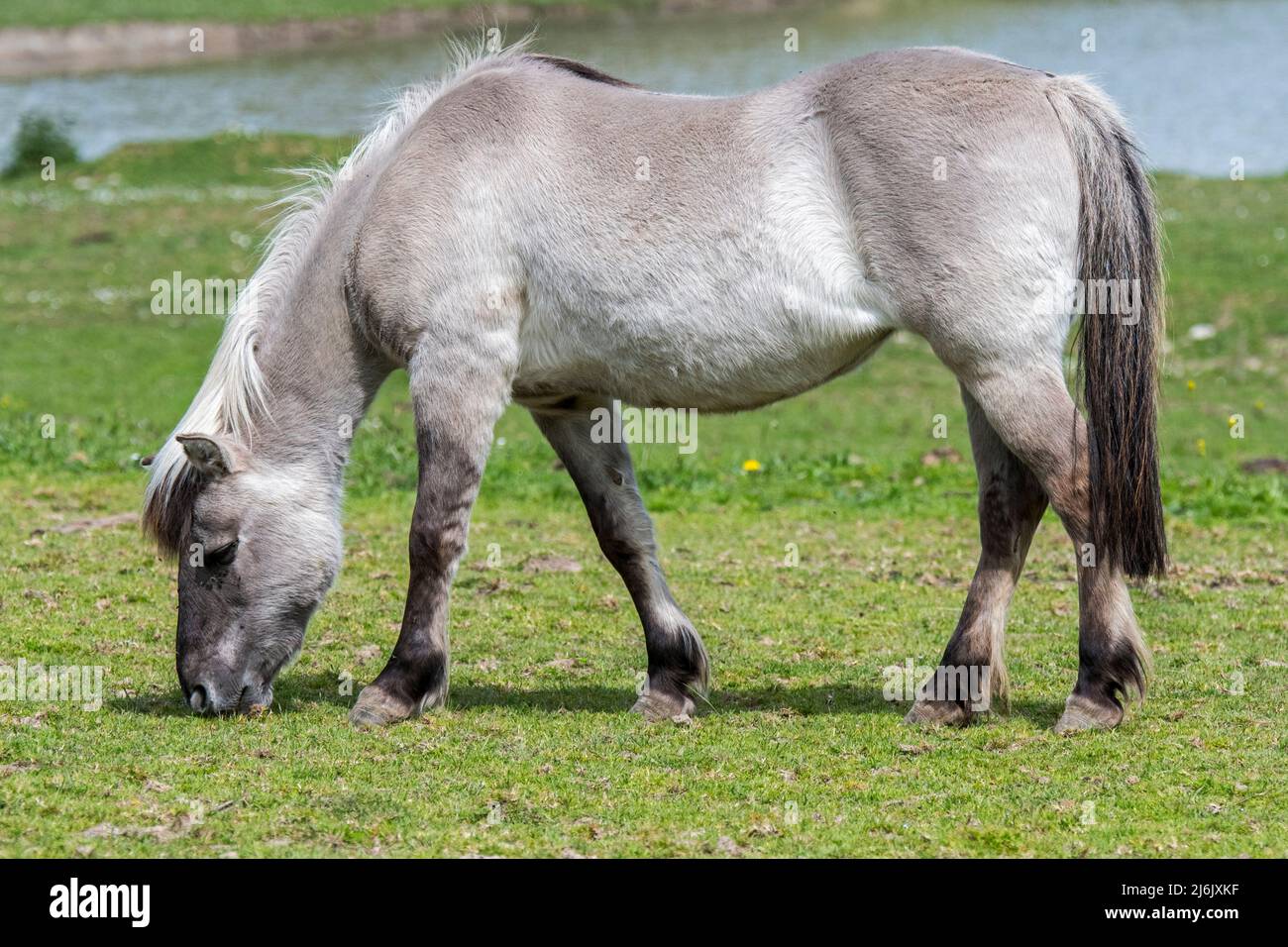 Heck horse (Equus caballus gmelini) grazing in meadow, horse breed that ...