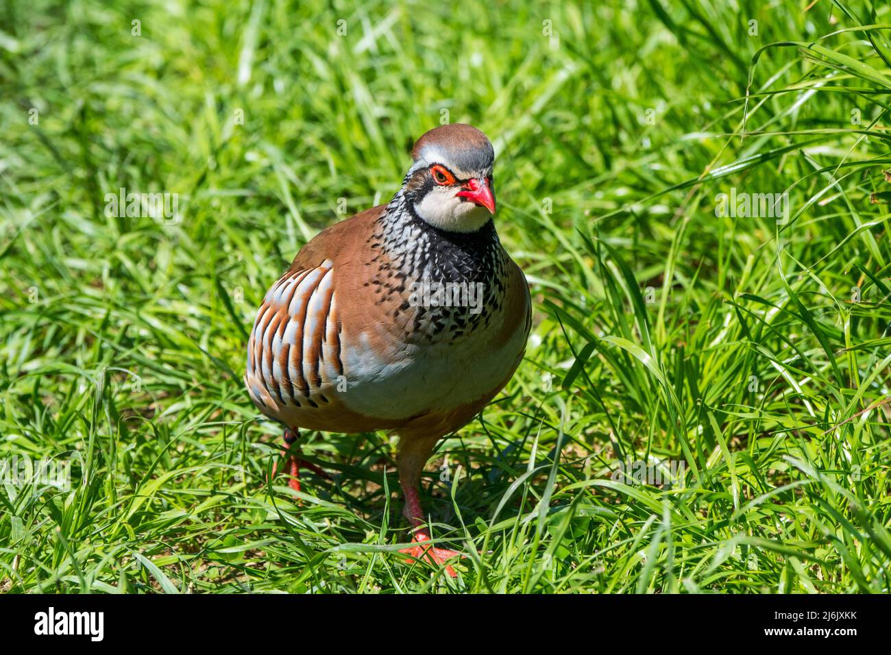 Red-legged partridge / French partridge (Alectoris rufa) foraging in ...