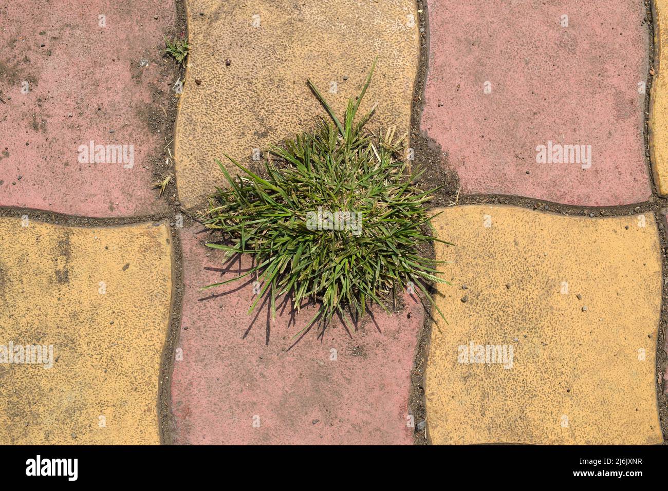 Bunch of grass growing on Outdoor tiles used for exterior lanscaping ...