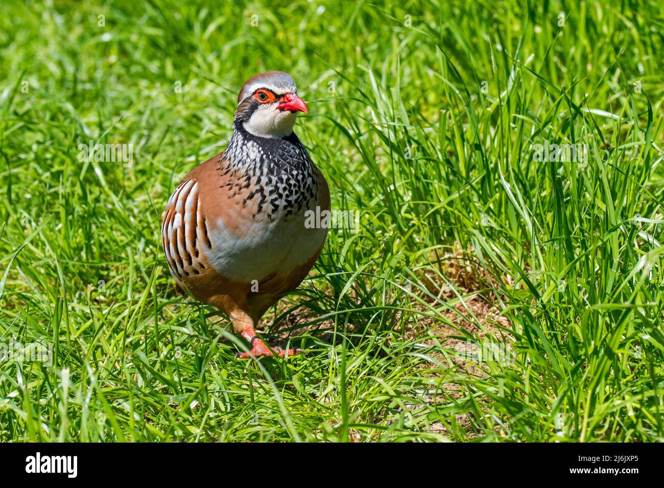 Red-legged partridge / French partridge (Alectoris rufa) foraging in ...