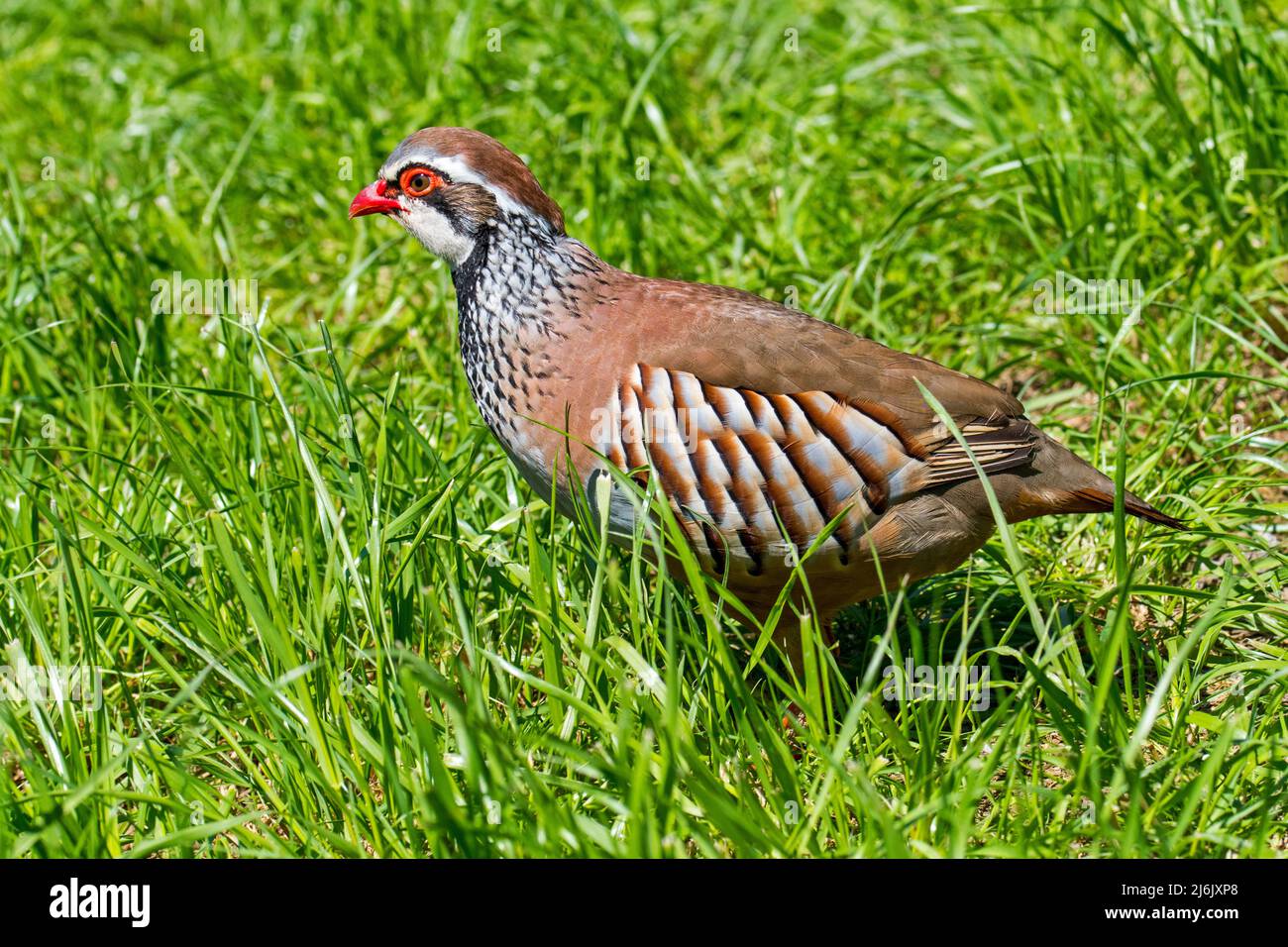 Red-legged partridge / French partridge (Alectoris rufa) foraging in ...