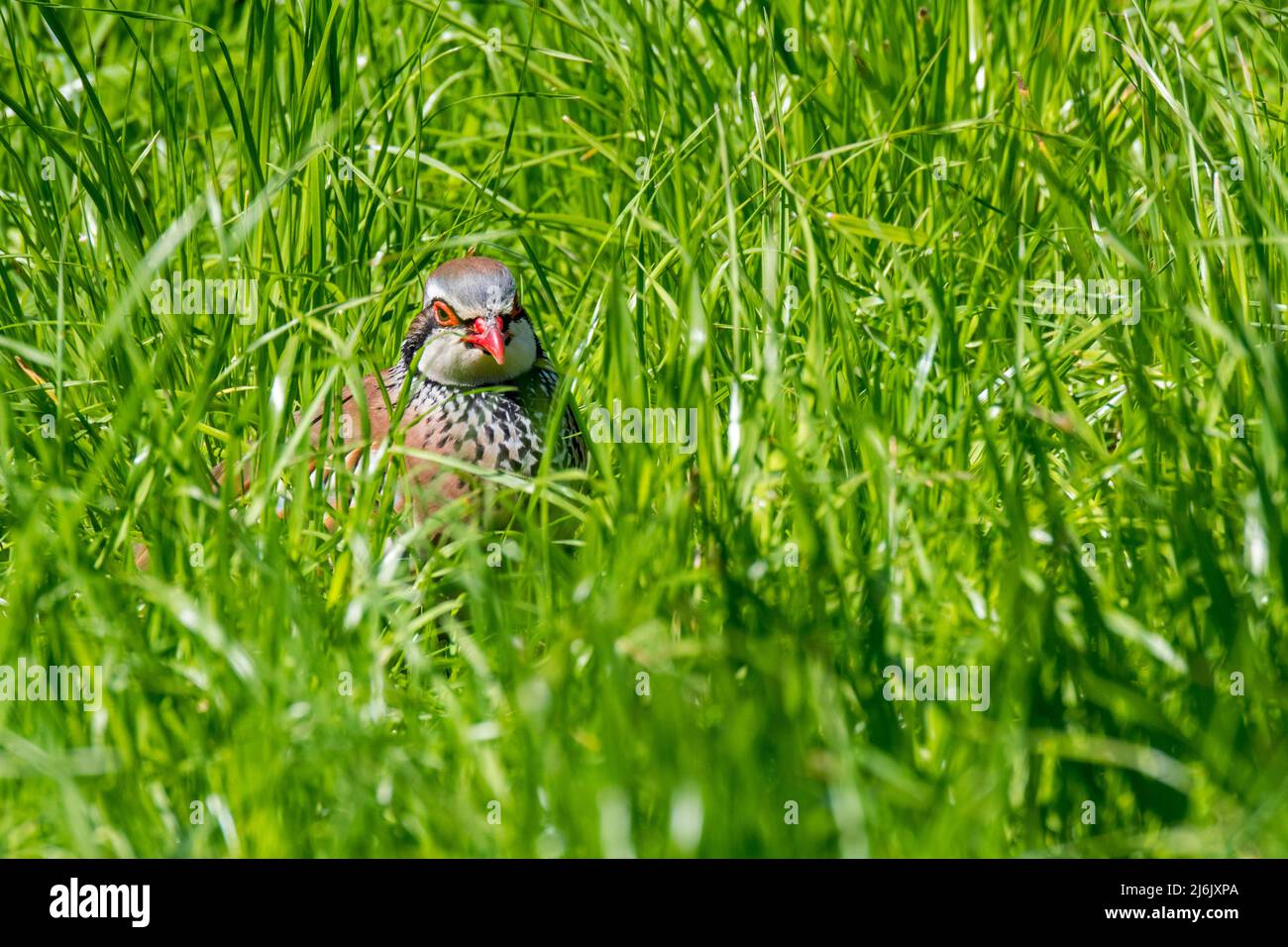 Red-legged partridge / French partridge (Alectoris rufa) hidden in high ...