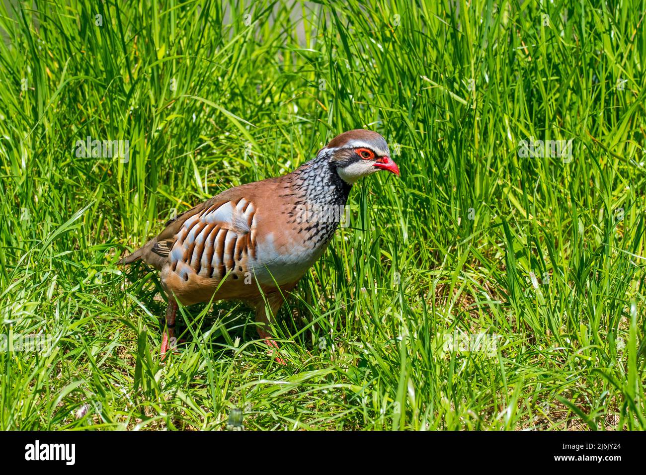Red-legged partridge / French partridge (Alectoris rufa) foraging in ...