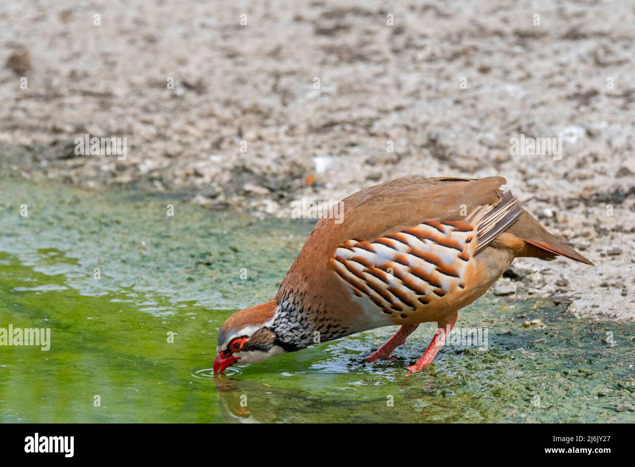 Red-legged partridge / French partridge (Alectoris rufa) drinking water ...