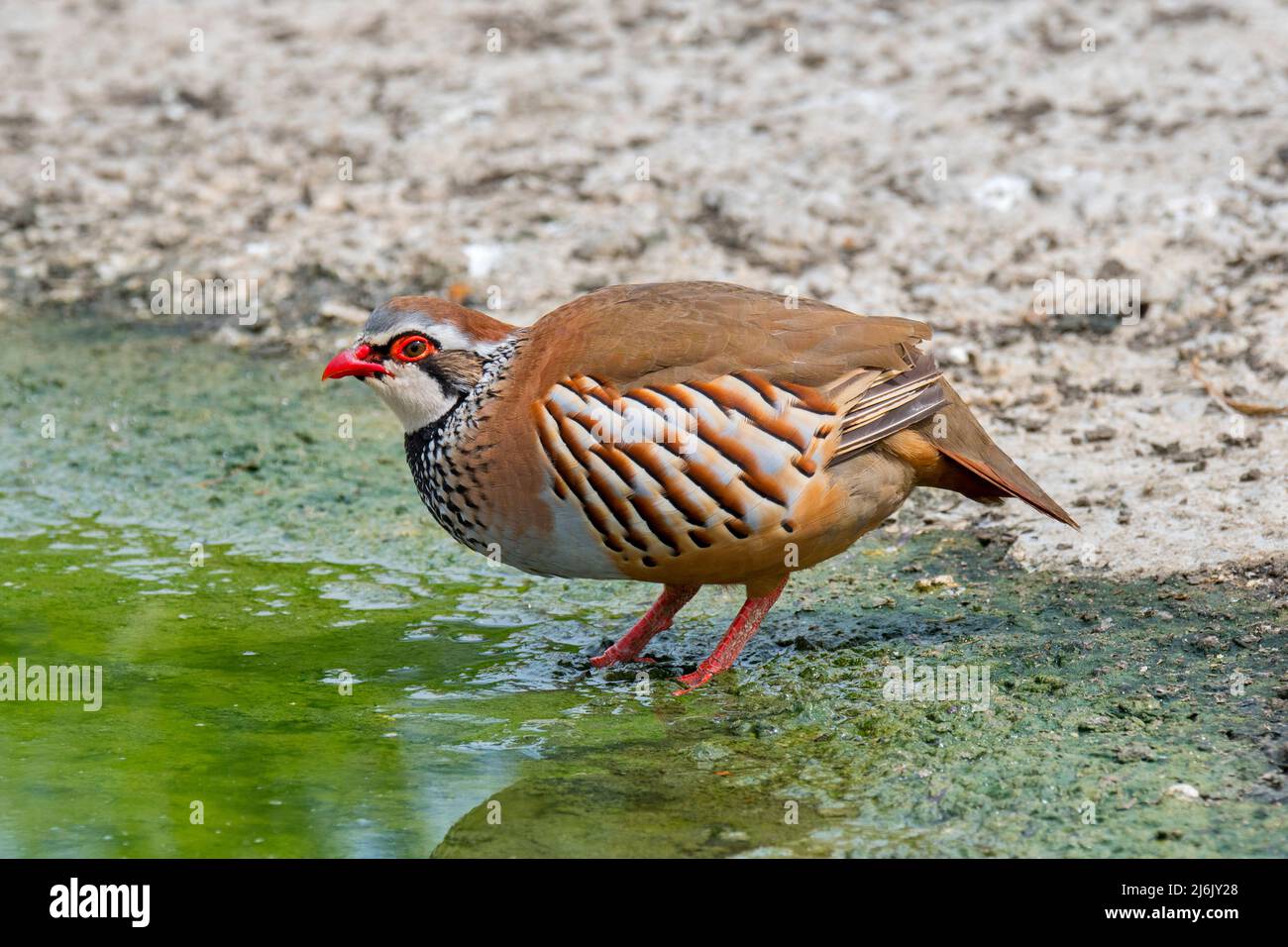 Red-legged partridge / French partridge (Alectoris rufa) drinking water ...