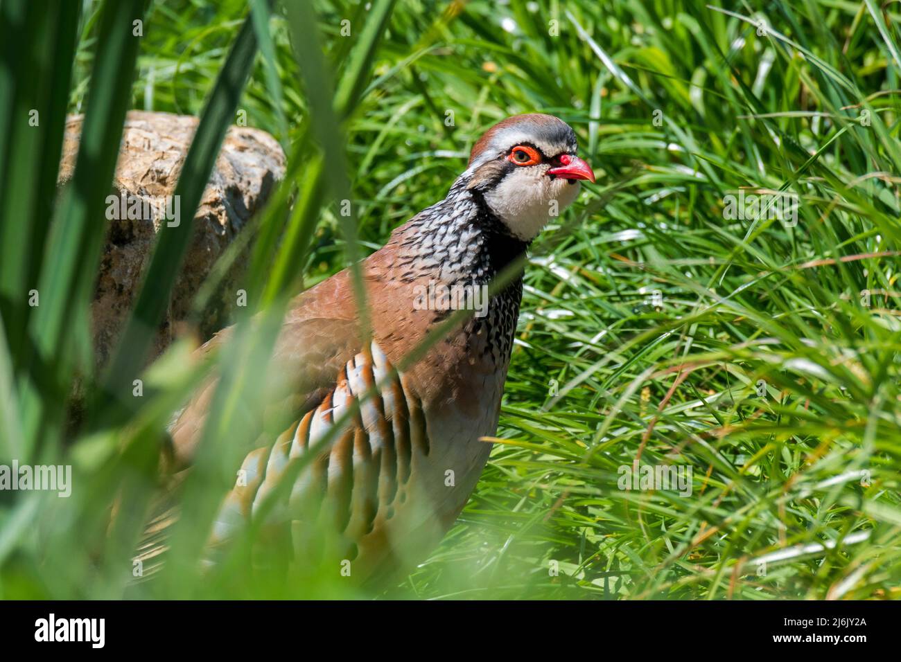 Red-legged partridge / French partridge (Alectoris rufa) foraging in ...
