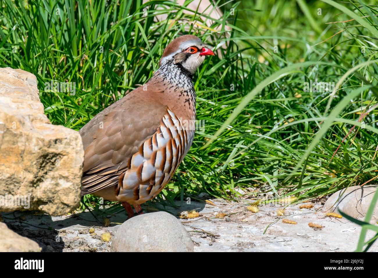 Red-legged partridge / French partridge (Alectoris rufa) foraging in ...