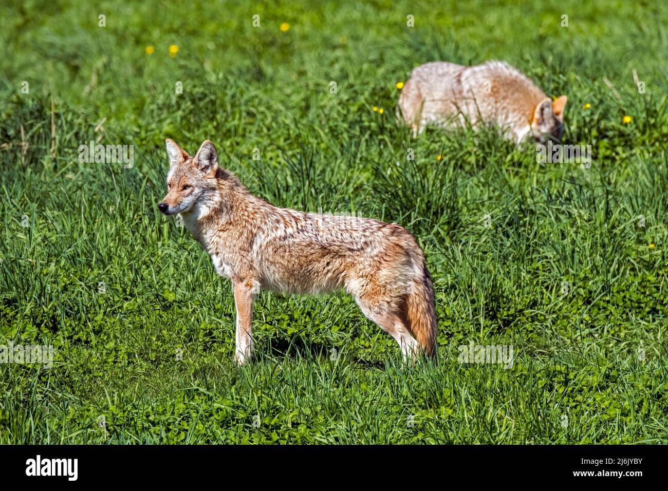 Two coyotes (Canis latrans) hunting in grassland, canine native to ...