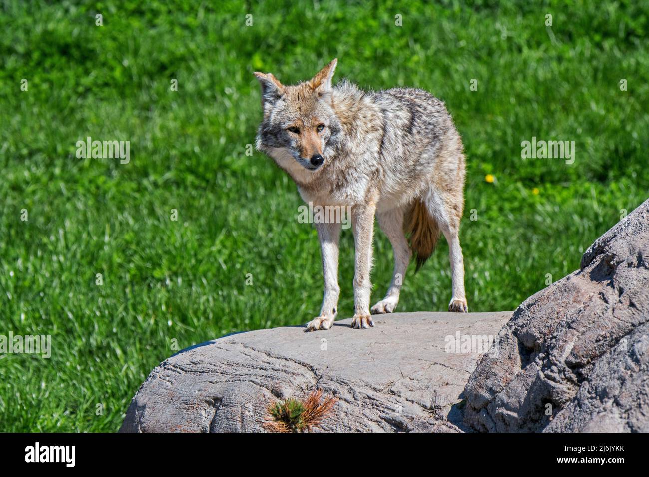 Coyote (Canis latrans) looking for prey in grassland from rock, canine ...