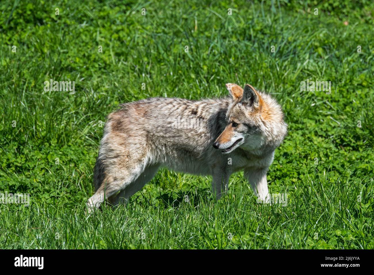 Coyote (Canis latrans) looking back in grassland, canine native to ...