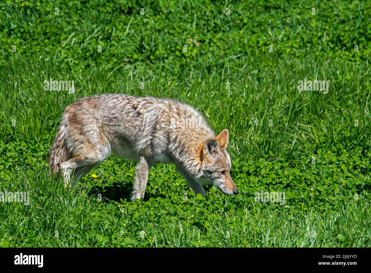 Coyote (Canis latrans) hunting mice in grassland, canine native to ...