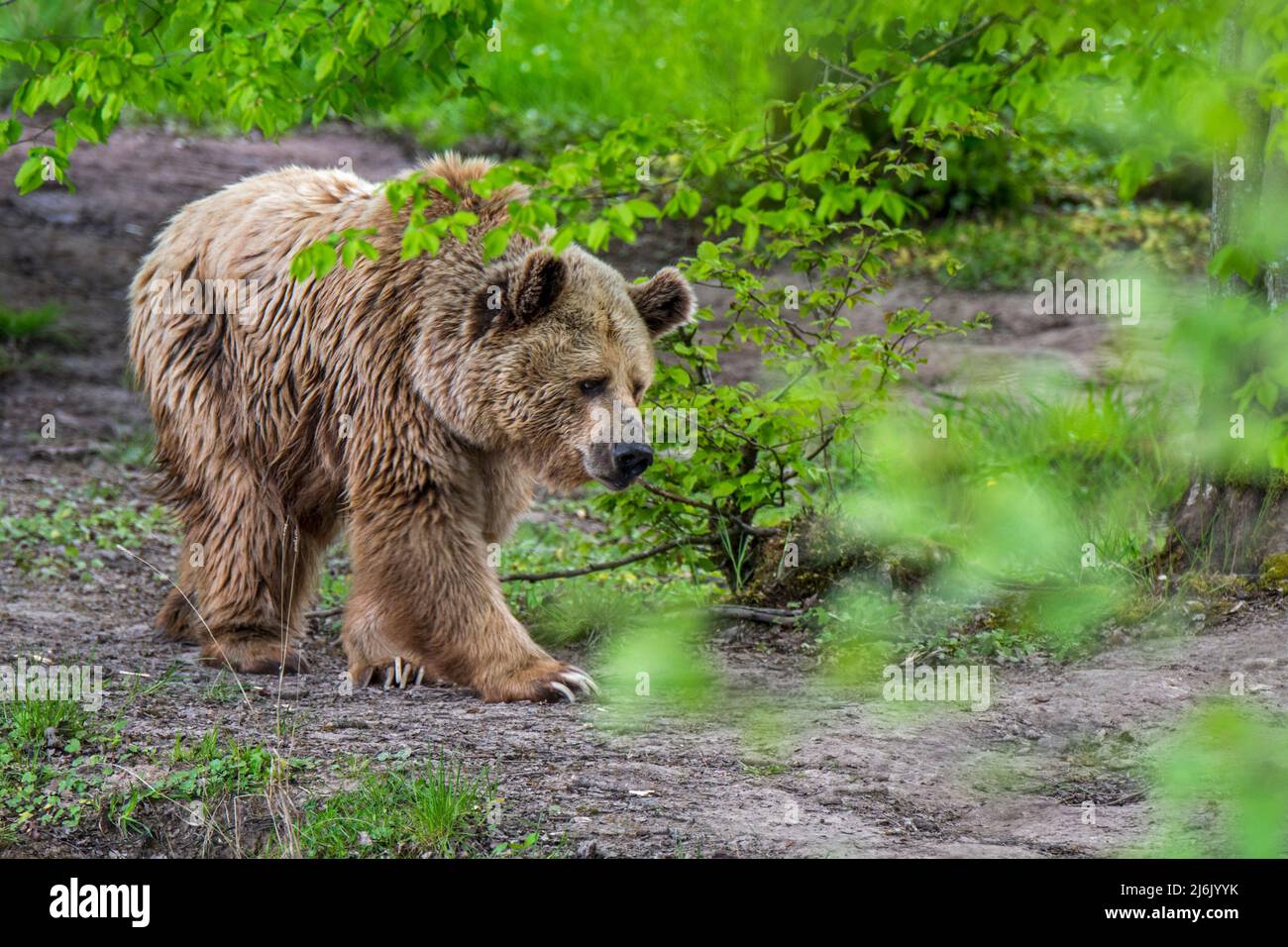 Brown bear (Ursus arctos) foraging in forest Stock Photo - Alamy