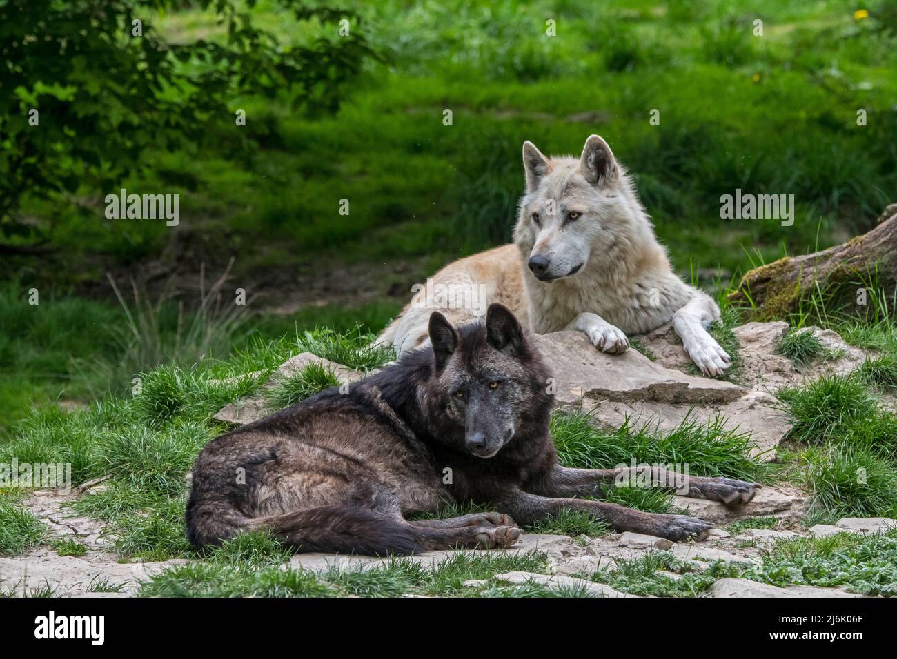 Black and white Northwestern wolves / Mackenzie Valley wolf / Alaskan ...