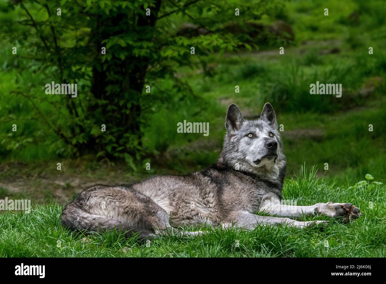 Black Northwestern wolf / Mackenzie Valley wolf / Alaskan timber wolf ...
