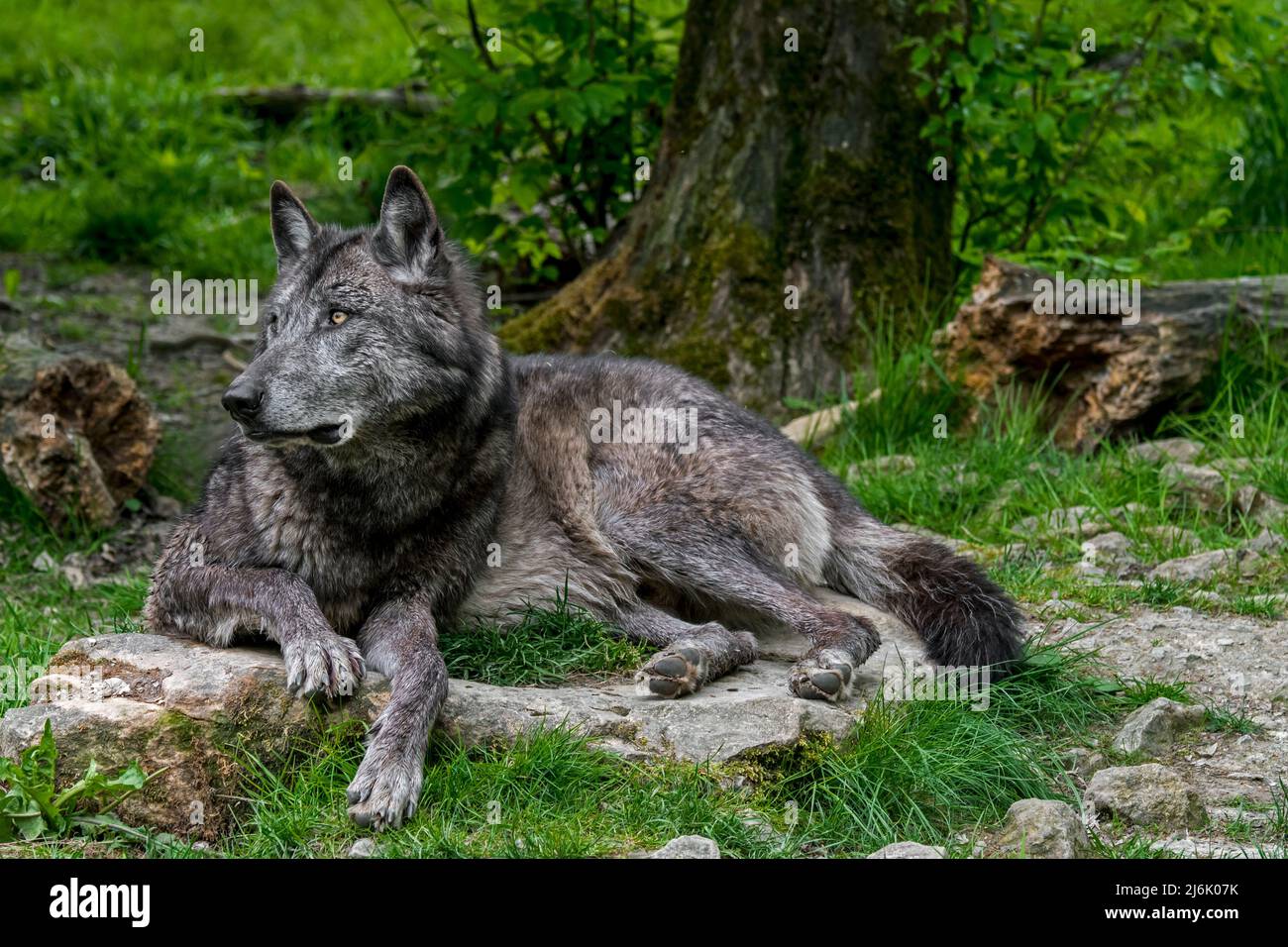 Black Northwestern wolf / Mackenzie Valley wolf / Alaskan timber wolf ...