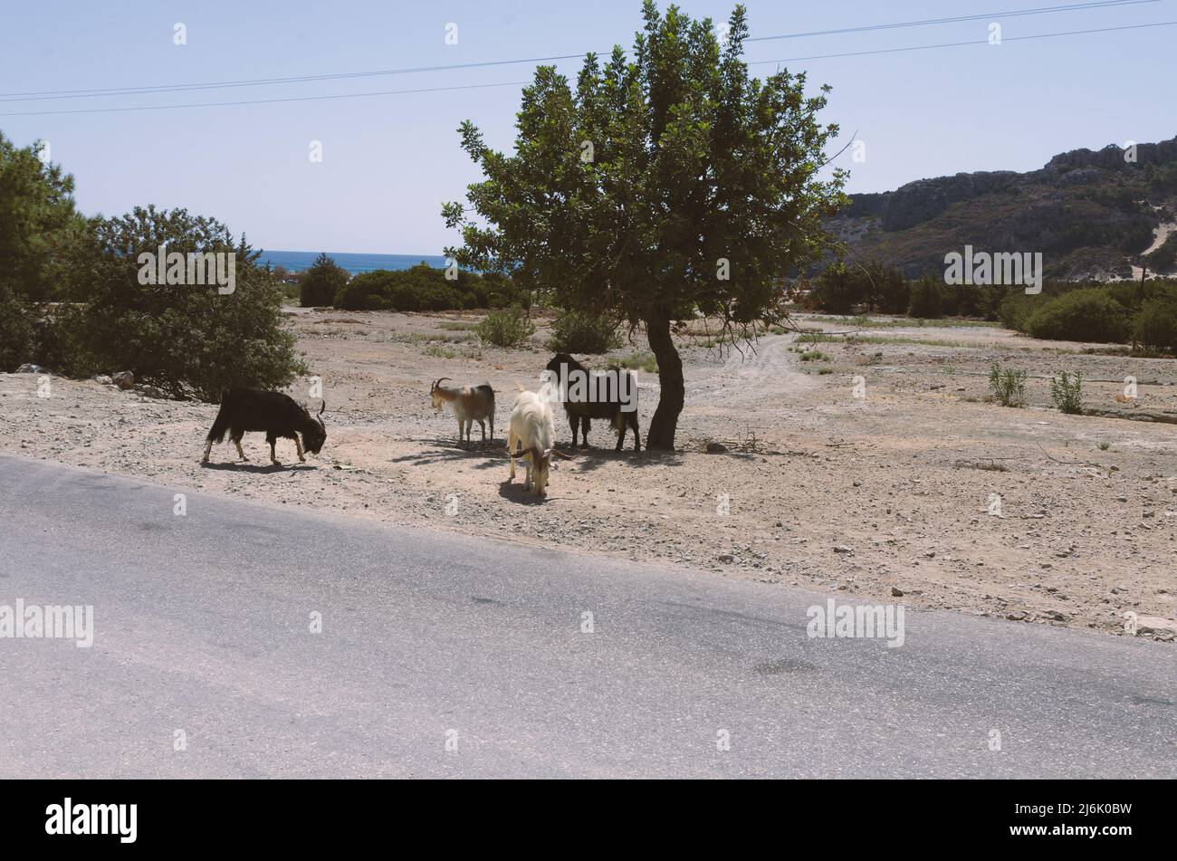 Four horned goat hi-res stock photography and images - Alamy