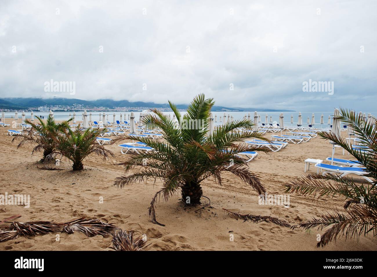 Palms at Sunny Beach on Black Sea in Bulgaria. Summer vacation travel ...