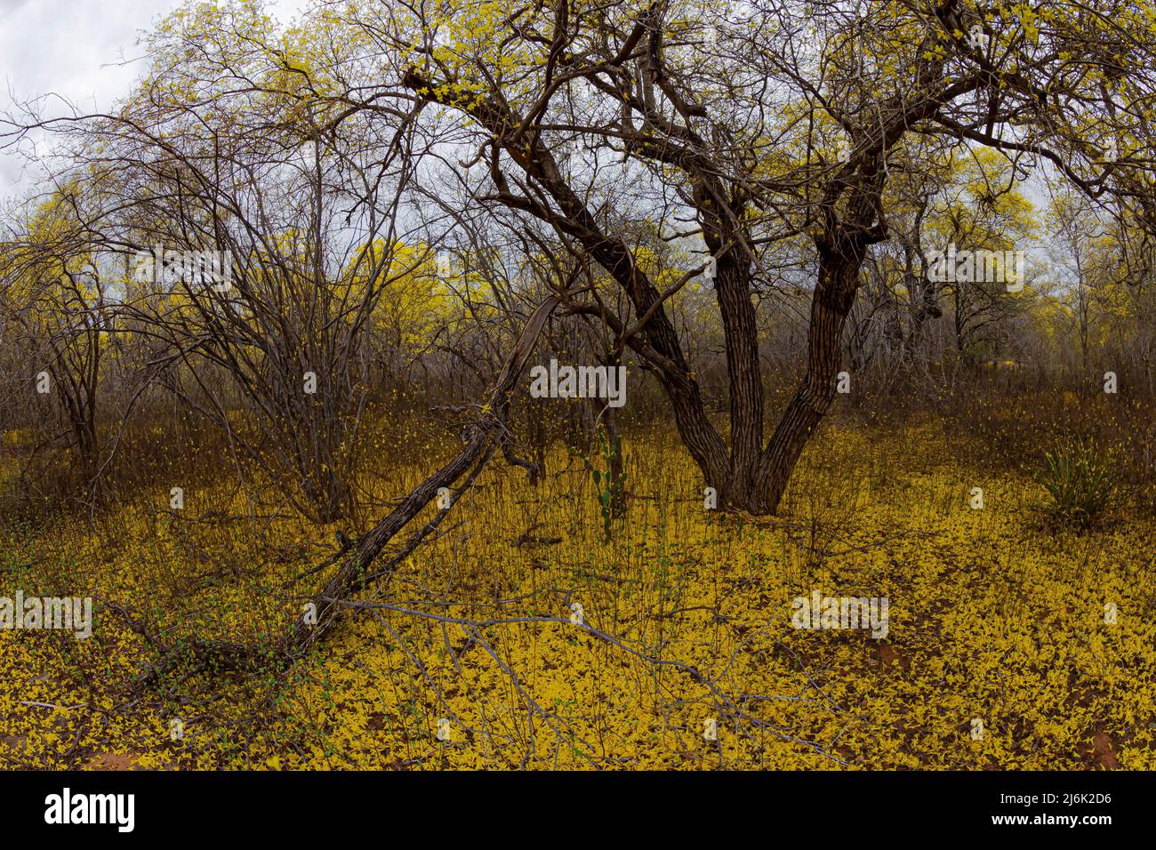 MARACAIBO-VENEZUELA- 27-04-2022- The leaves of the Curarire tree ...