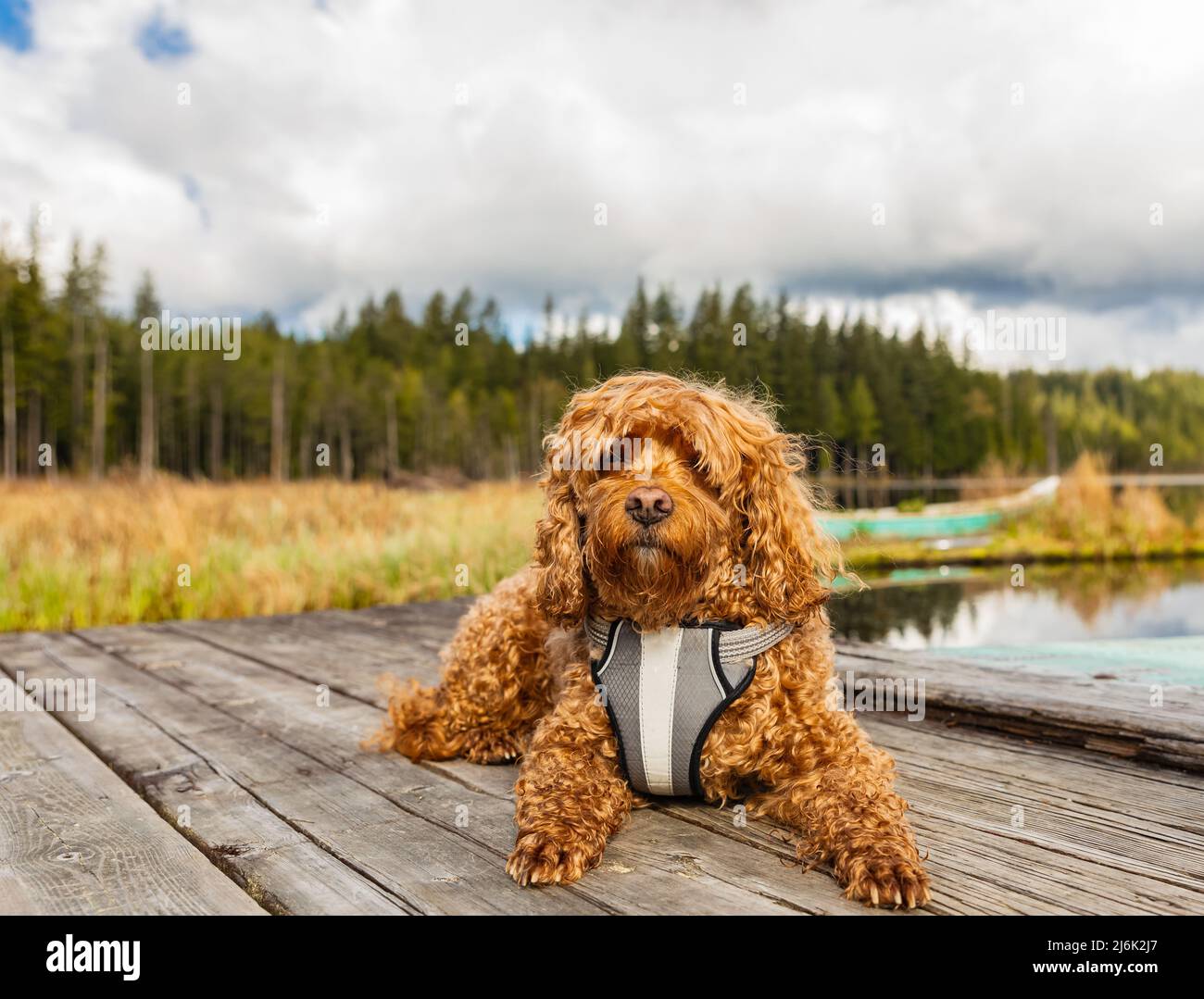 Cavapoo dog in the park, mixed, breed of Cavalier King Charles Spaniel ...